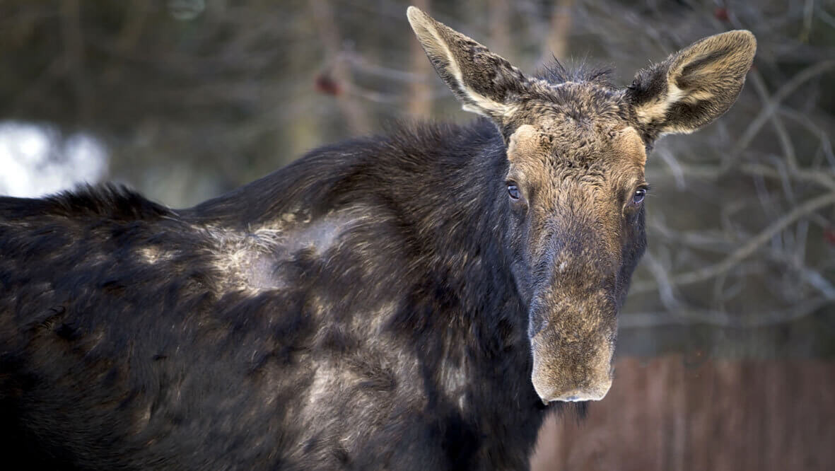 Moose Survey Data | Moose Mission